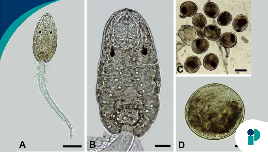 Haplorchis pumilio: primer ejemplo de soldados clonados en parásitos y ...