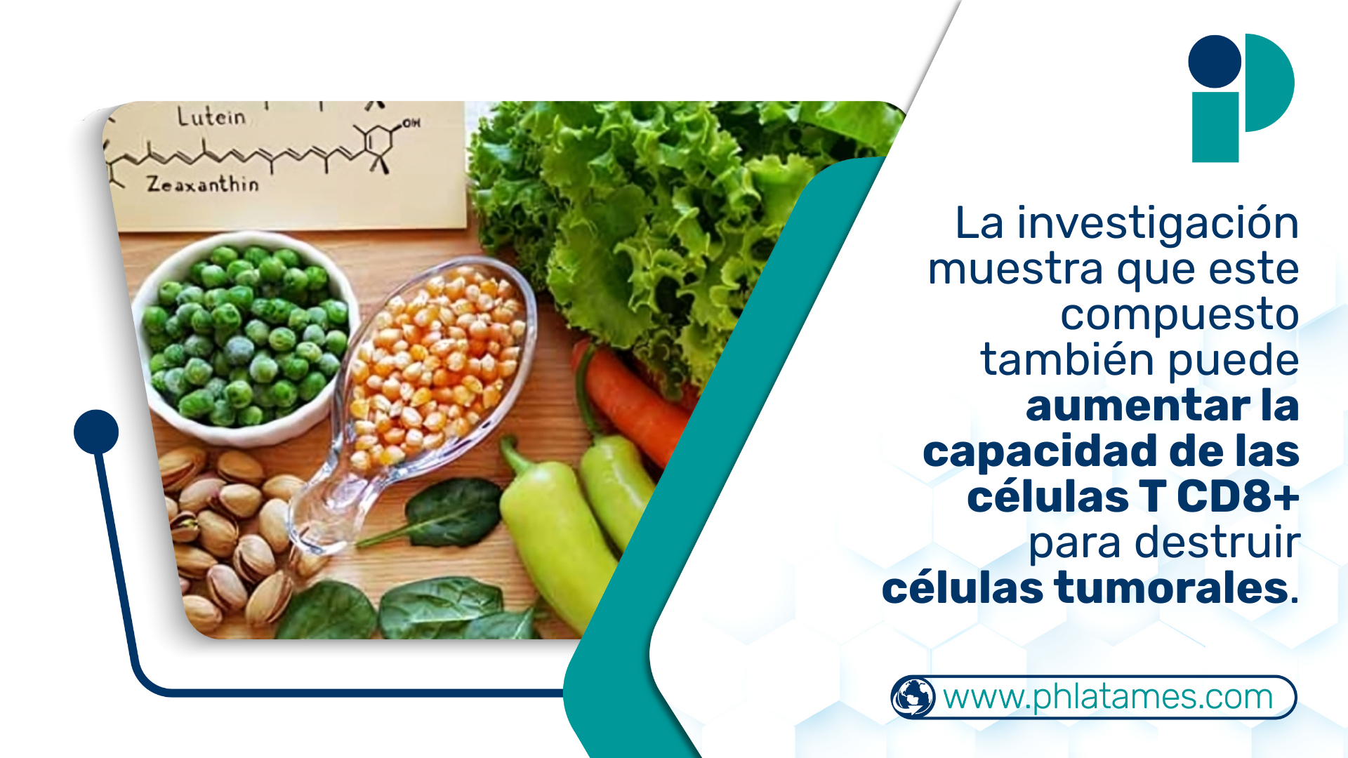 La zeaxantina mejora la eficacia del sistema inmunitario contra tumores ...