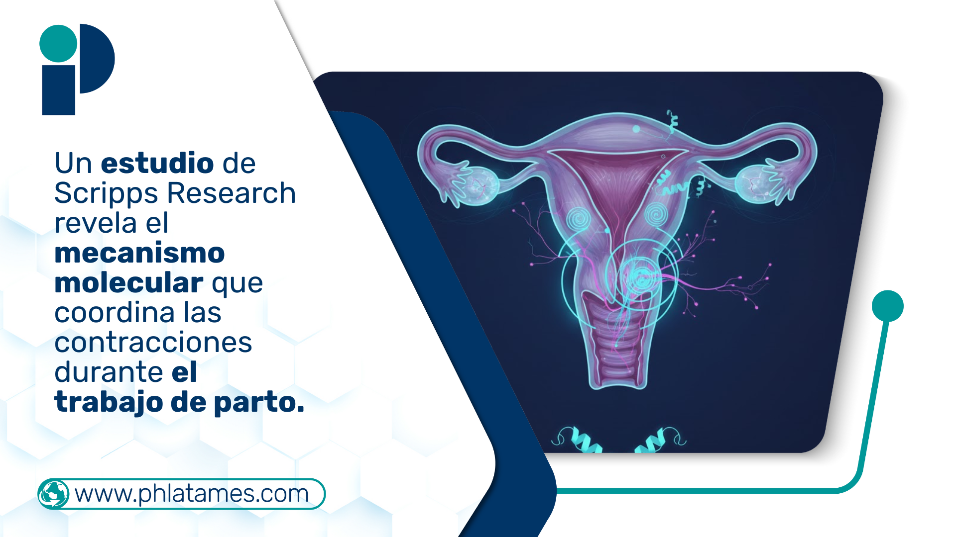 Ciencia descubre cómo el útero “siente” la fuerza para iniciar el parto ...